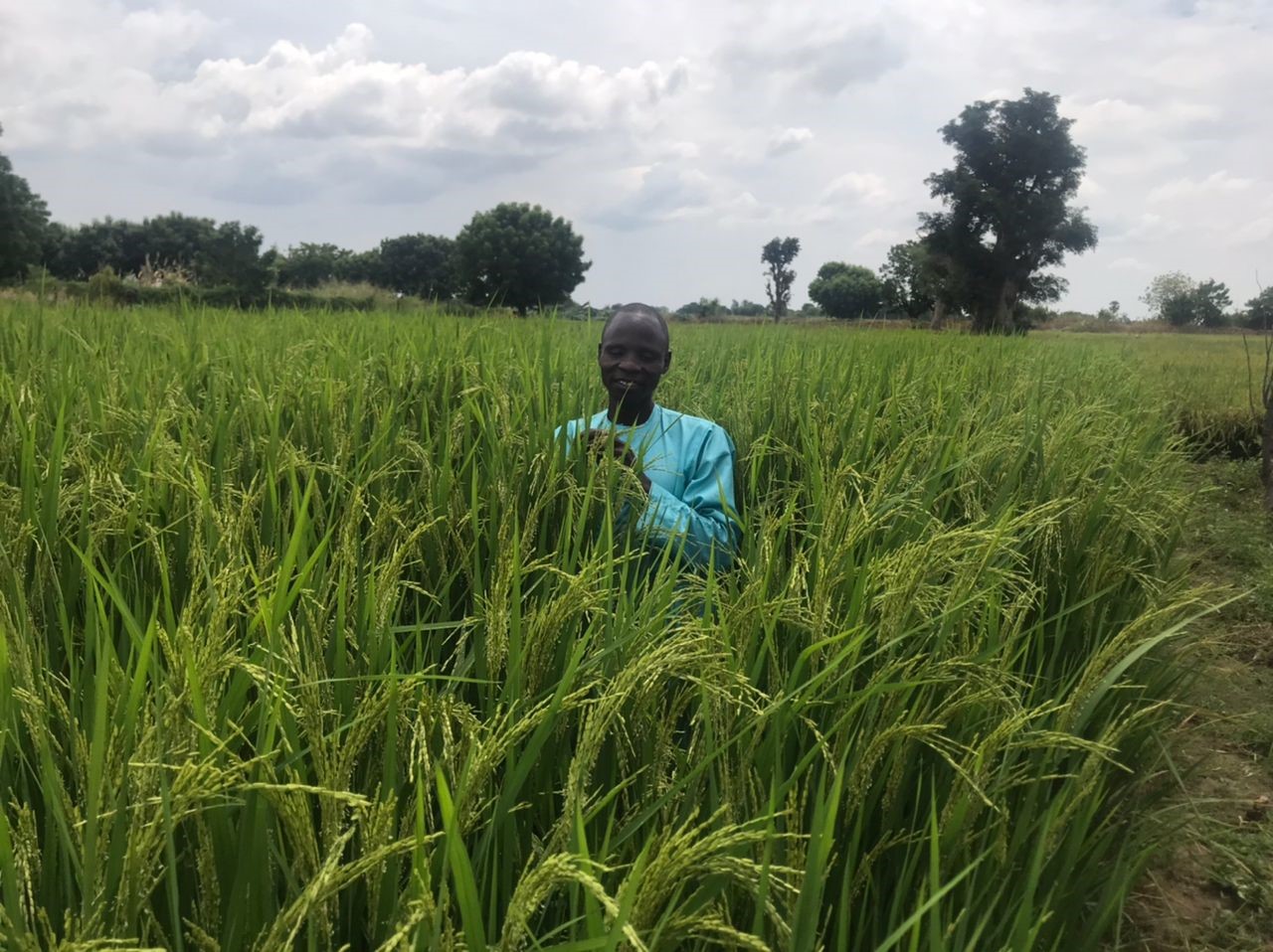 Systems of Rice Intensification (SRI) - LINKS